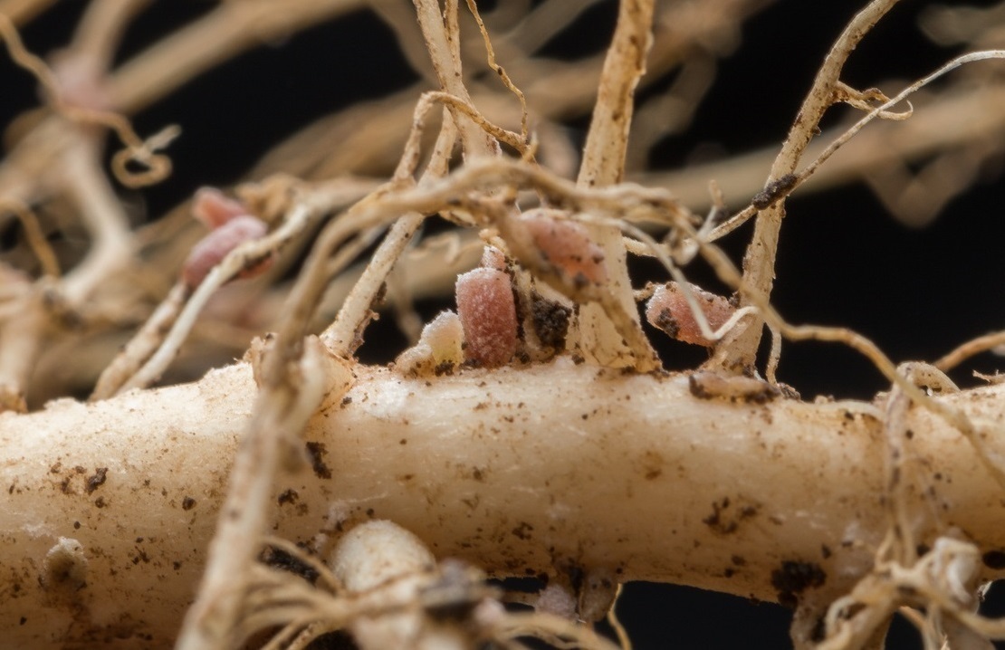 Evolon Biotech | BioRich - Best Organic Biofertilizer for Plants